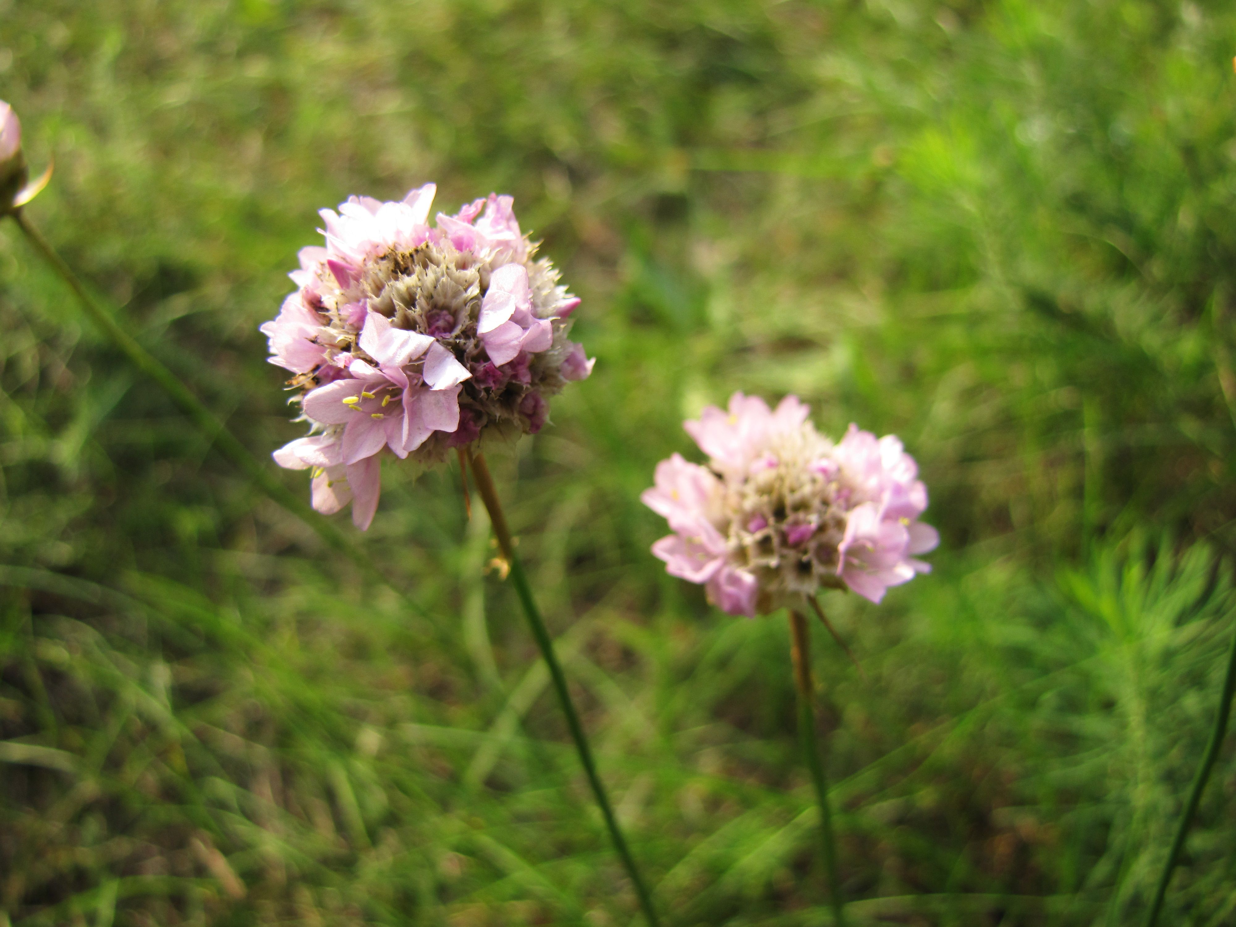 Objevte svou pískovnu [Calla] » Fotografování a pozorování přírody